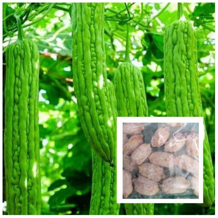 AMPALAYA hybrid seeds for planting ( 3 seeds ) VEGETABLES | Lazada PH