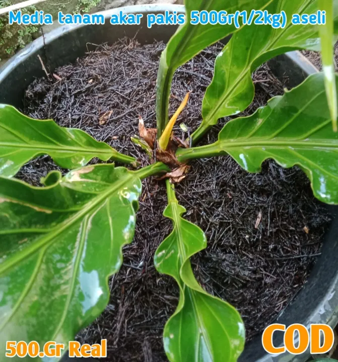 Media tanam akar pakis 500gr(1/2kg) ,akar pakis cacahan , akar pakis ...