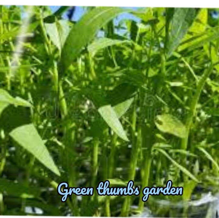 KANGKONG SEEDS WATER SPINACH fast germination | Lazada PH