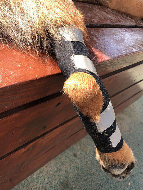 Damo Department Store Dog Knee and Leg Protection Reflective Large Dog ...