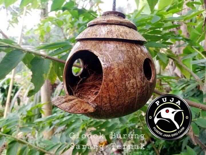 Glodok Batok Kelapa Asli Sarang Burung Model Lidah miring Kandang ...