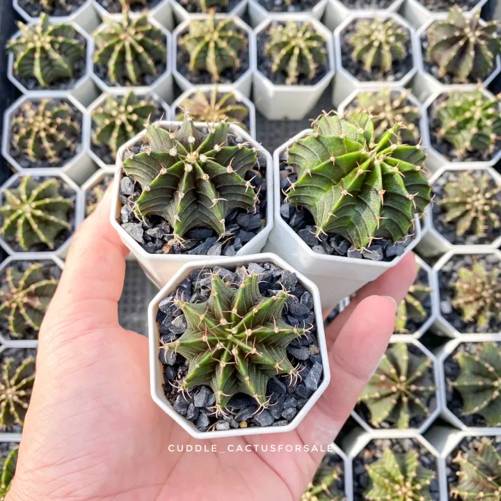 ยิมโนแอลบีไฮบรีด Gymnocalycium LB2178 Hybrid (เป็นราคาต่อต้นน้า) | Lazada.co.th