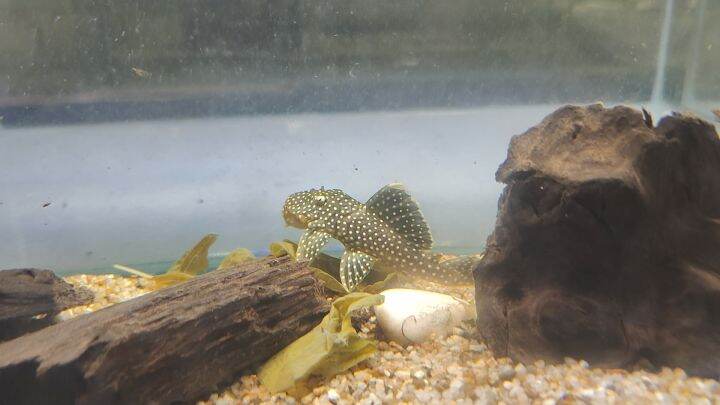 (DOA) Gold Nugget Pleco L081 (1pcs) | Lazada