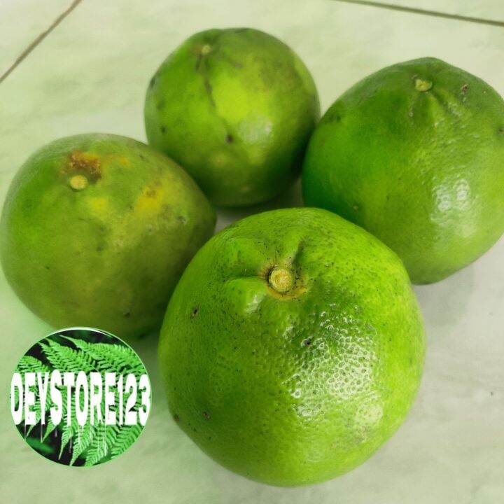 Buah jeruk garut mini 500 gr | Lazada Indonesia