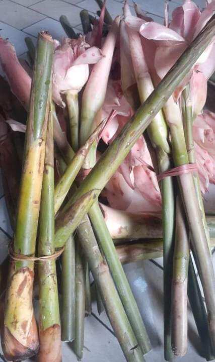 Bunga kecombrang/Honje kantan segar 1kg | Lazada Indonesia