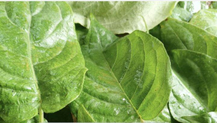 Daun kentut daun sembukan segar per 100 gram | Lazada Indonesia