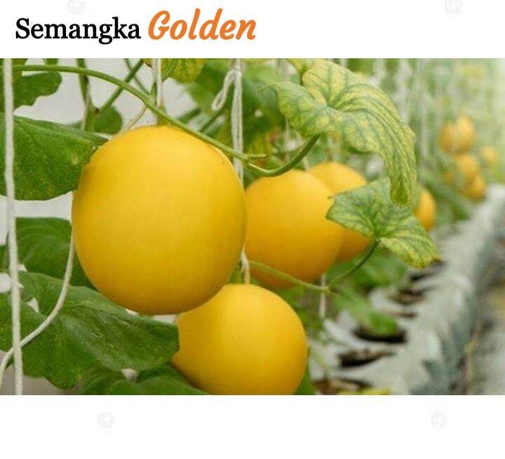 Buah semangka golden 1 buah utuh semangka kuning alami buah langka ...