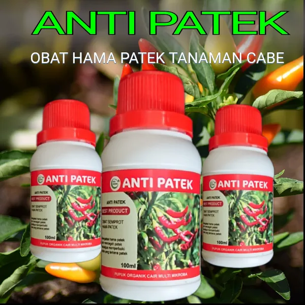 Obat Semprot Hama Cabai Anti Patek Mengatasi Busuk Cabe Pada Tanaman ...