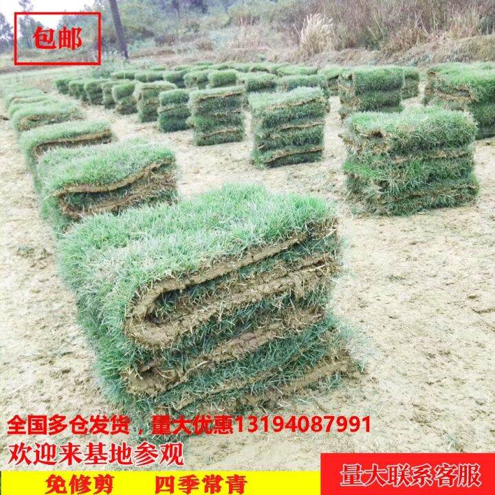 Carpet Cold-Resistant No Shear Taiwan Grass Community Turf Real Grass ...