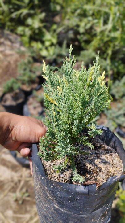 variegated cypress pine live plant. outdoor plant small | Lazada PH