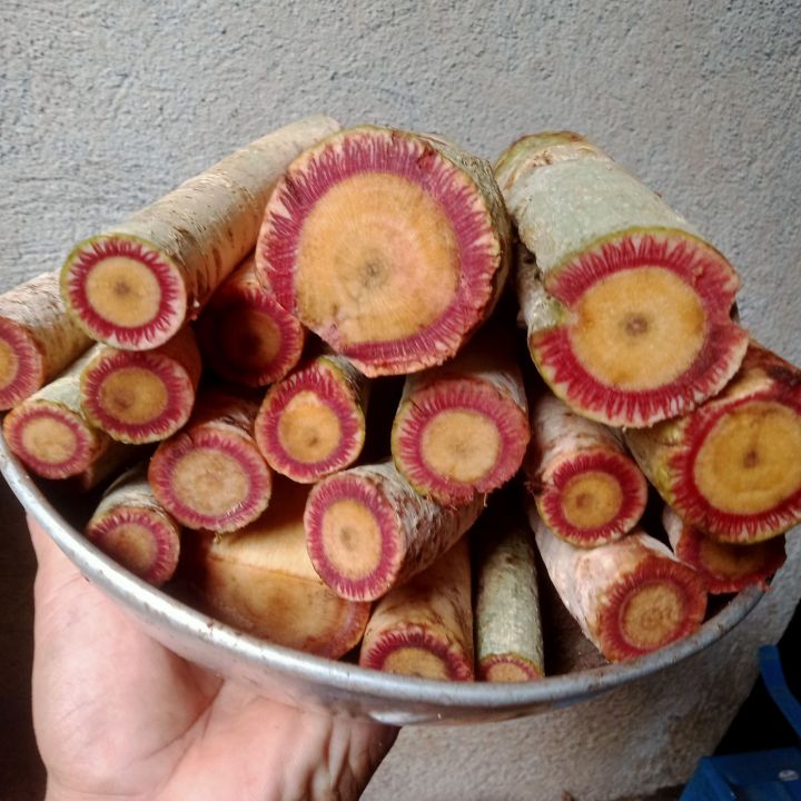 Red Alingatong Miracle Roots/fresh | Lazada PH