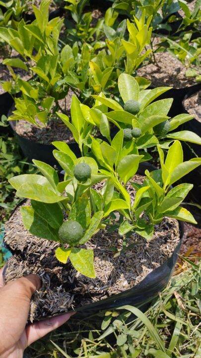 calamansi live plant 💯 may bunga na 🥰 small grafted calamansi ( citrus ...