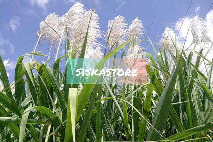 Bunga tebu gajah hiasan dinding isi 5 tangkai prikat | Lazada Indonesia