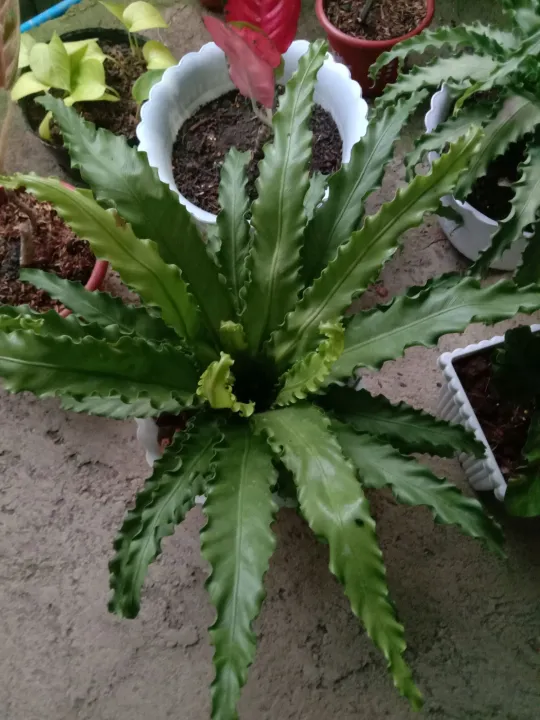 OSAKA FERN | Lazada PH