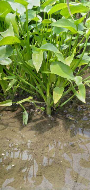 tanaman eceng sawah/ Lalapan segar hidup | Lazada Indonesia
