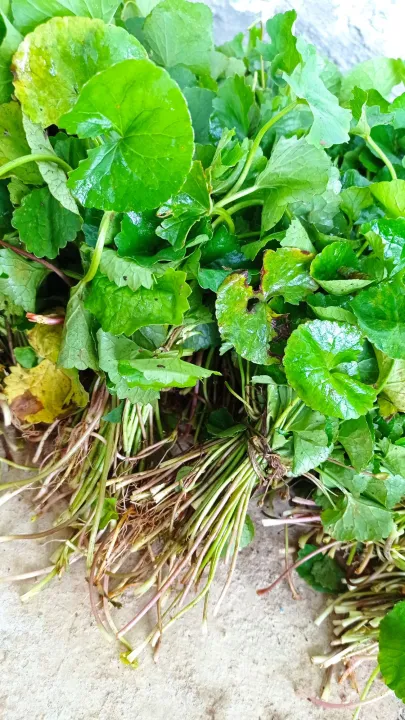 DAUN PEGAGAN SEGAR/DAUN ANTANAN SEGAR/PEGAGAN ANTANAN/ANTANAN/PERIKAT ...