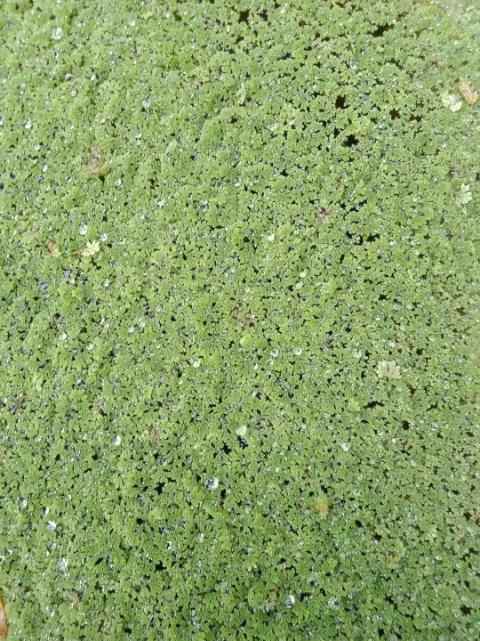sf azolla 100g | Lazada PH