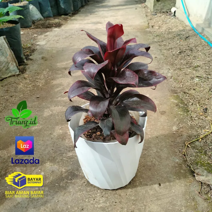 tanaman hanjuang merah cocok untuk makam/kuburan | Lazada Indonesia