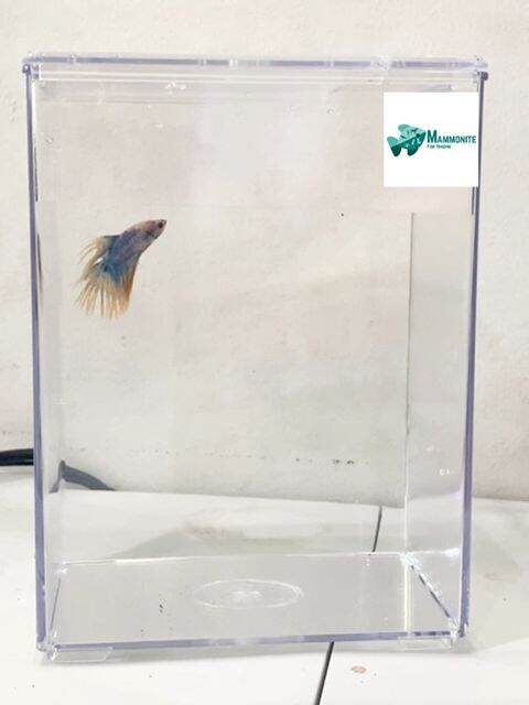Infinity Stylish Plastic Fish Bowl Square Fish Bowl Aquarium Space ...