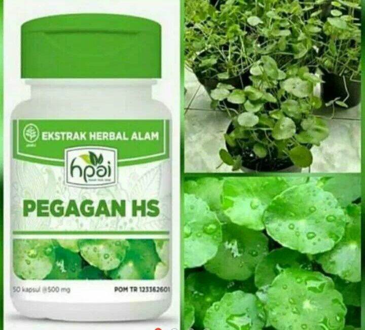 PEGAGAN HS EKSTRAK HERBAL ALAM UNTUK SIRKULASI DARAH HNI HPAI | Lazada Indonesia