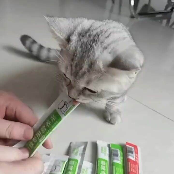 Pet Cat Treats Wet Cat Snack Stick Fresh Chicken/Salmon/Tunas Meat Cat ...