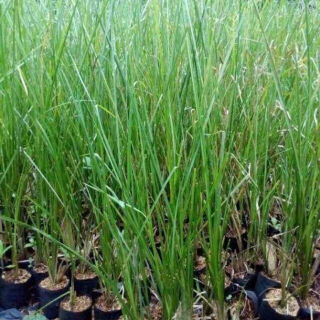 RUMPUT VETIVER / RUMPUT HERBAL AKAR WANGI / RUMPUT PENAHAN EROSI TANAH ...