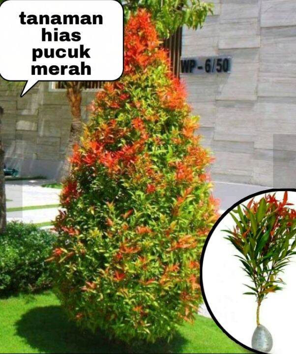 tanaman hias pucuk merah 60 cm up | Lazada Indonesia