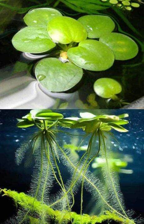Frogbit floating plants | Lazada PH