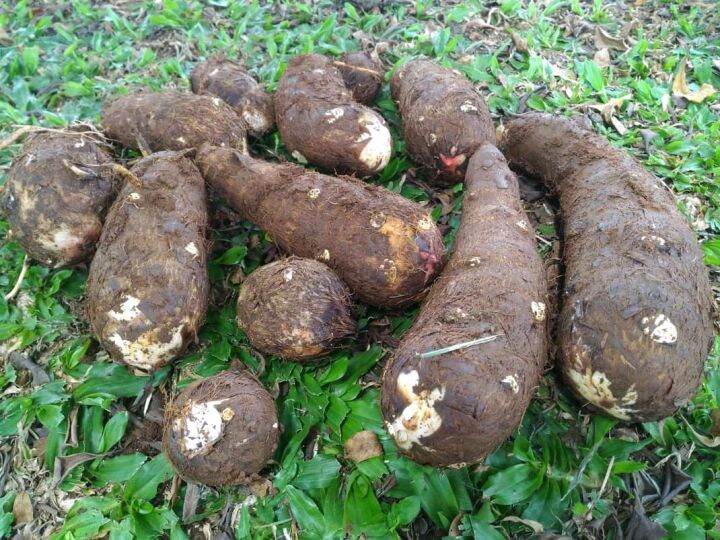 *COD* Talas Belitung /Umbi Kimpul /Talas Kampung 1 Kg - Hasil Tani ...