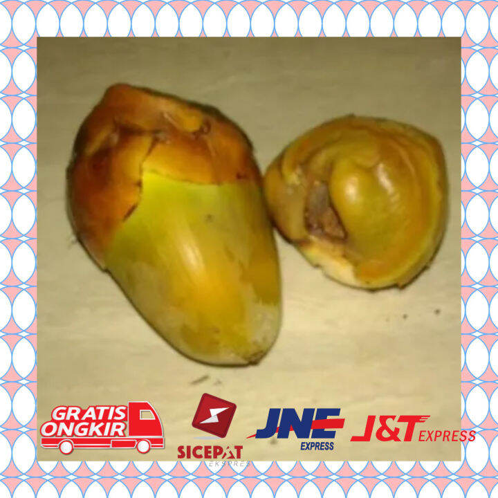 tembuluk bululuk/kelapa muda kecil herbal isi 10pcs | Lazada Indonesia