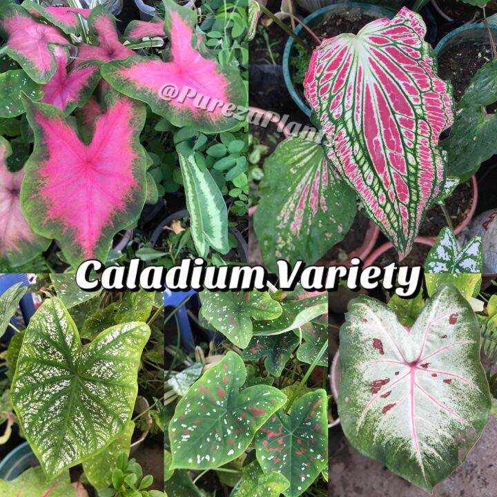 Caladium Variety Rooted | Lazada PH