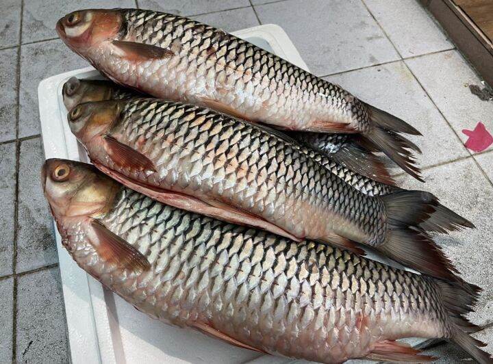 Wild Sultan Fish 2.5kg -2.9kg size Sg Pahang / ikan jelawat / 野生红尾苏丹鱼王 ...