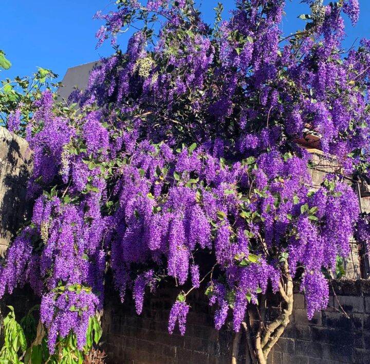 POKOK SAND PAPER VINE BUNGA PURPLE /PETREA PURPLE VINE | Lazada