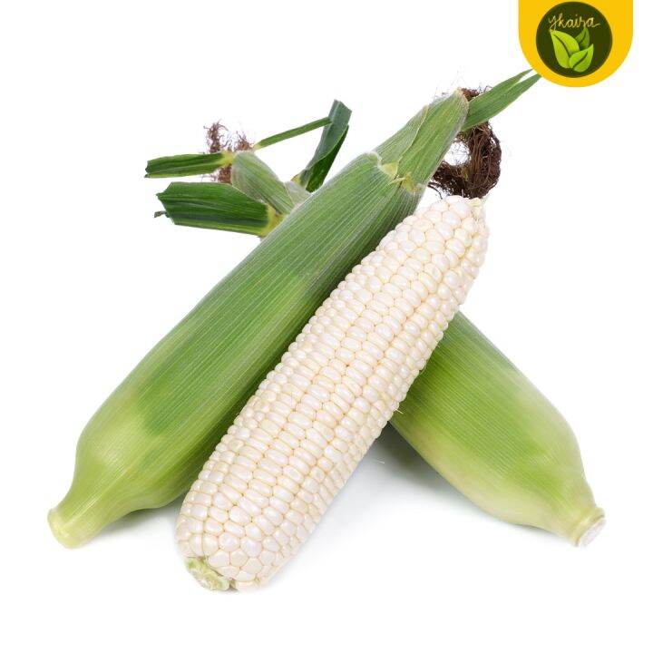 100 seeds for planti binhi white corn | Lazada PH