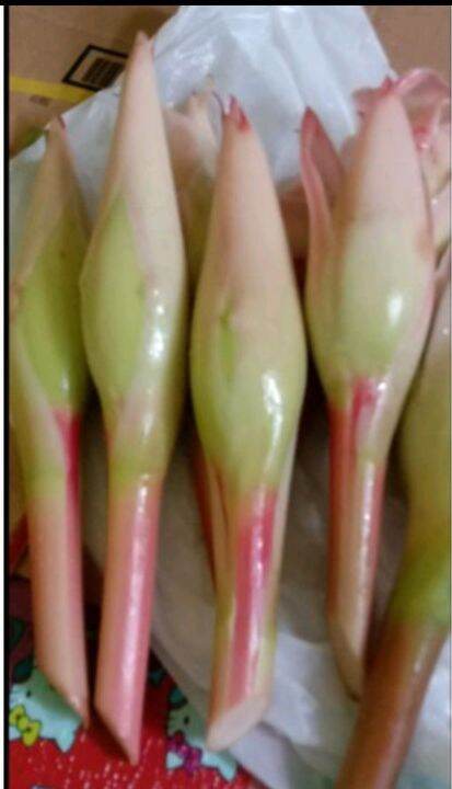 kecombrang atau bunga honje per 100gr | Lazada Indonesia