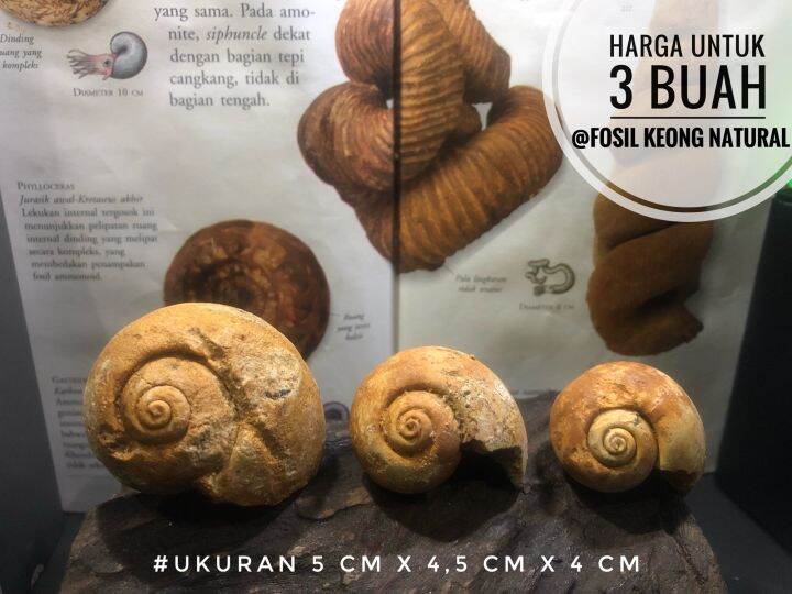 Fosil Keong Alam B61 atau Fosil Kerang Natural atau Batuan Fosil ...