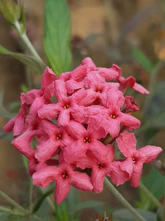 Panama Rose Rondeletia leucophylla Live plant night plants fragrant ...