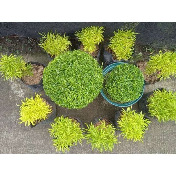 The Golden Papua | Lazada PH