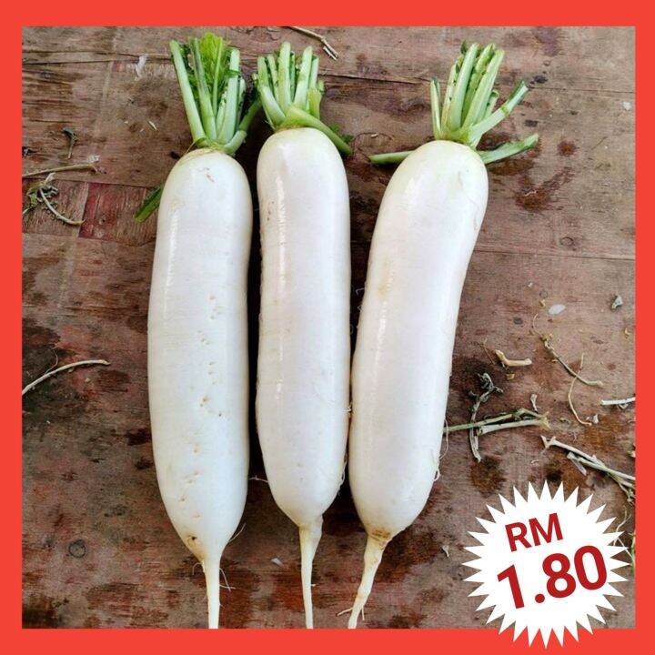 Biji Benih Lobak Putih / White Radish Seeds / vegetable seeds / carrot ...