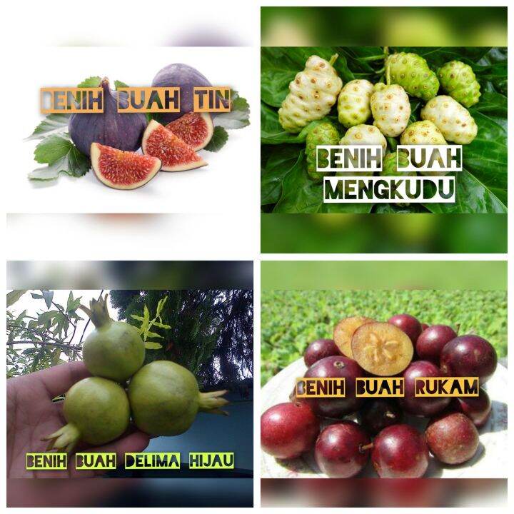 BIJI/BENIH BUAH DELIMA HIJAU, BUAH TIN, BUAH RUKAM, BUAH MENGKUDU ...