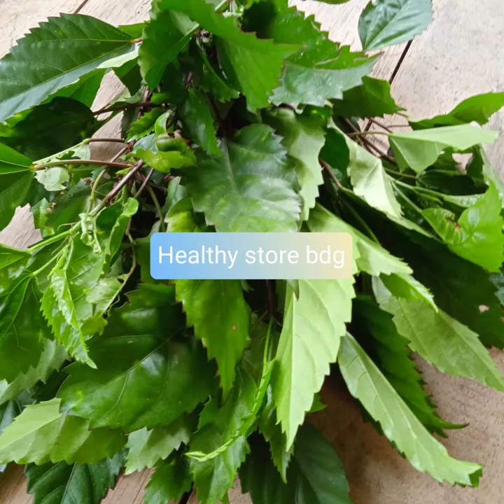 Daun Bunga Sepatu Atau Kembang Sepatu Segar Per 500 Gram | Lazada Indonesia