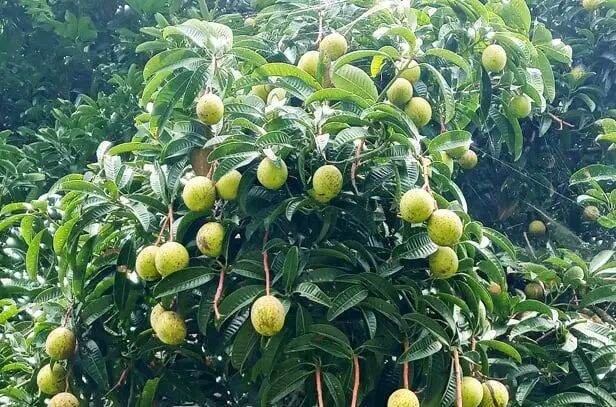 Buah pakel limus segar per 1kg | Lazada Indonesia