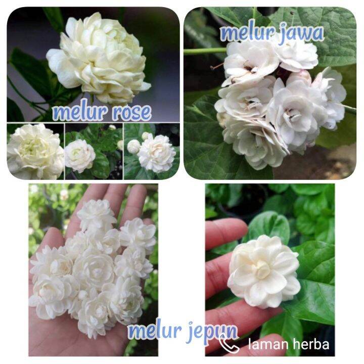 melur series - melur rose/grand duke of Tuscany, melur susun, melur ros ...