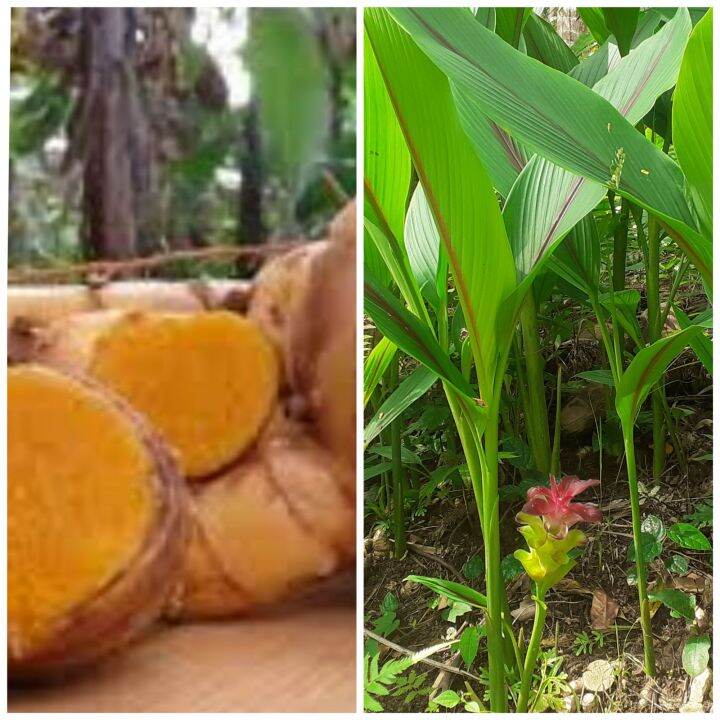 TEMU LAWAK...Nama ilmiah (curcumazanthoriza)yang tergolong dalam suku ...