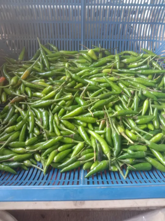 Cabe Rawit Hijau Caplak | Lazada Indonesia