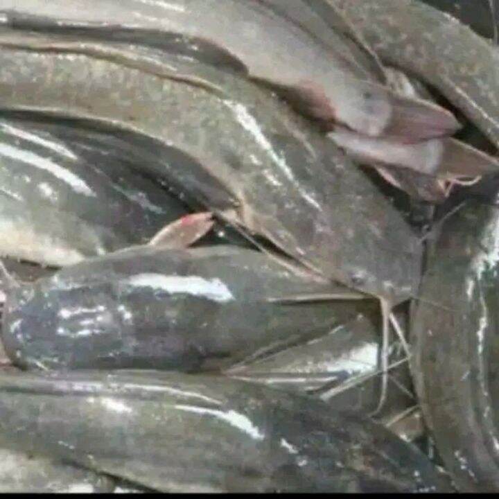 Ikan Lele Segar | Lazada Indonesia