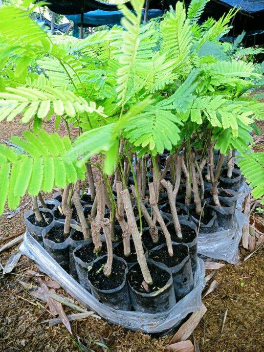 ต้นชะอมไร้หนาม1ต้นถุง หรือหนามน้อยนิยม🪴ตัดยอดทานขายสร้างรายได้ถูกที่สุด ...