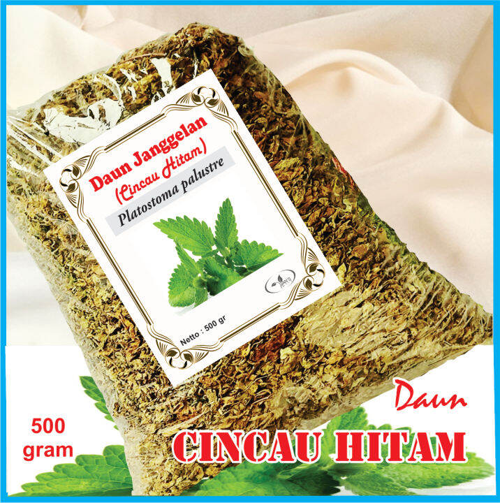 daun cincau hitam/daun janggelan/cincau. 500 gram | Lazada Indonesia