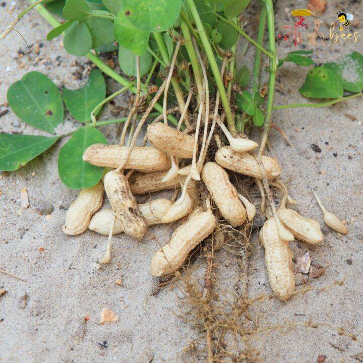 100 seeds for planting peanut mani | Lazada PH