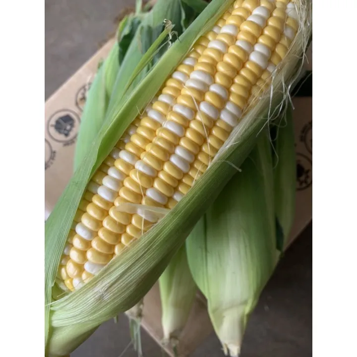 Cameron Pearl Sweet Corn | Lazada